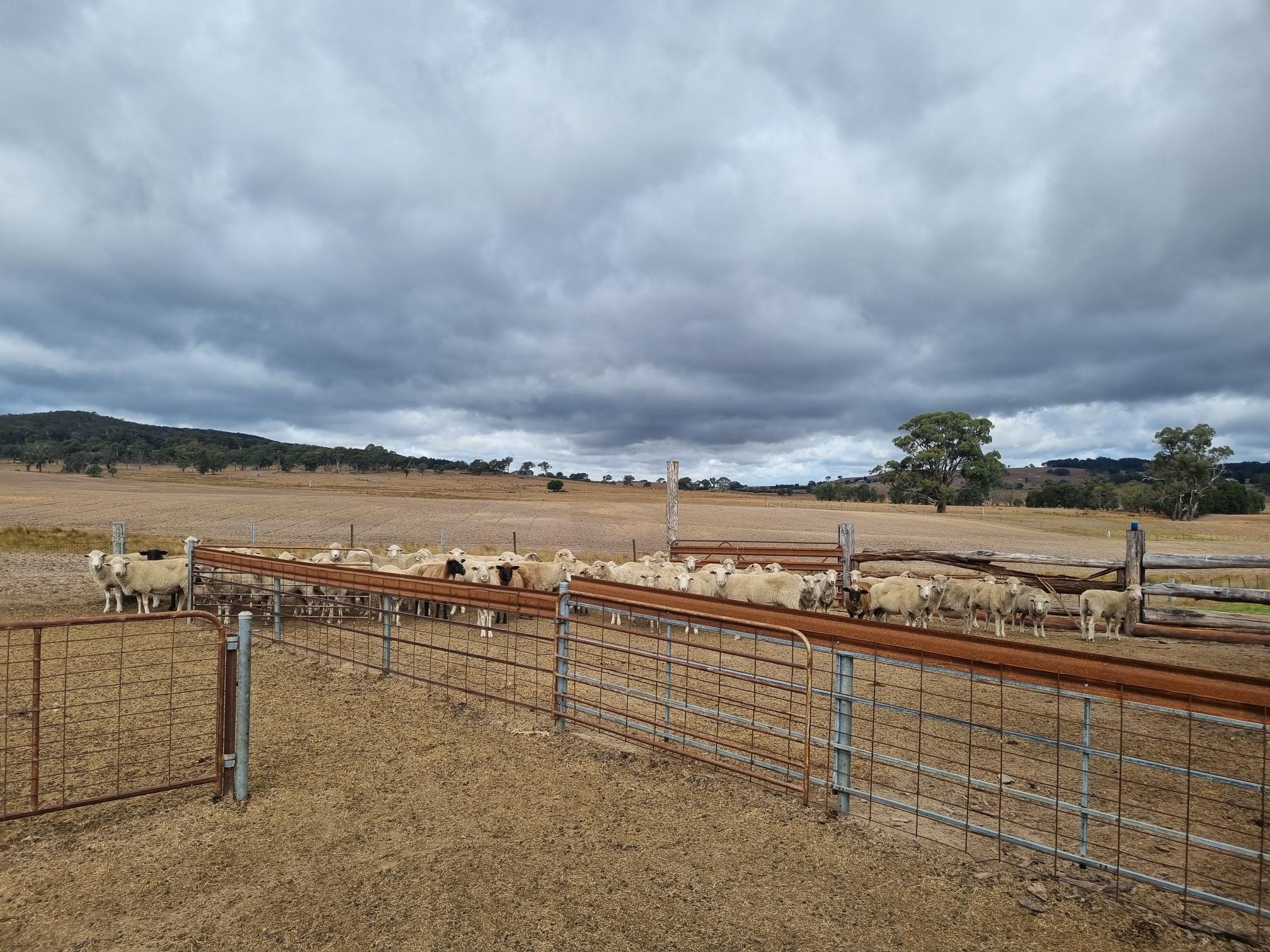 Assistance Needed: Stray Sheep - Crooked Corner | Upper Lachlan Shire ...