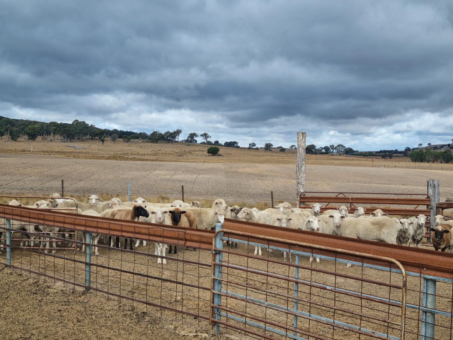 Assistance Needed: Stray Sheep - Crooked Corner | Upper Lachlan Shire ...